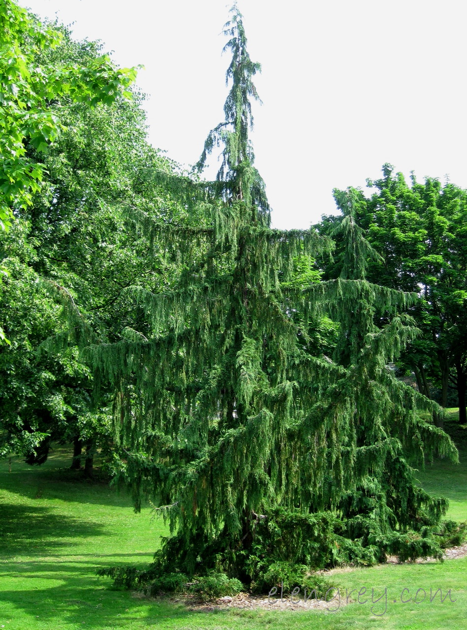 directionally challenged | Elen Grey